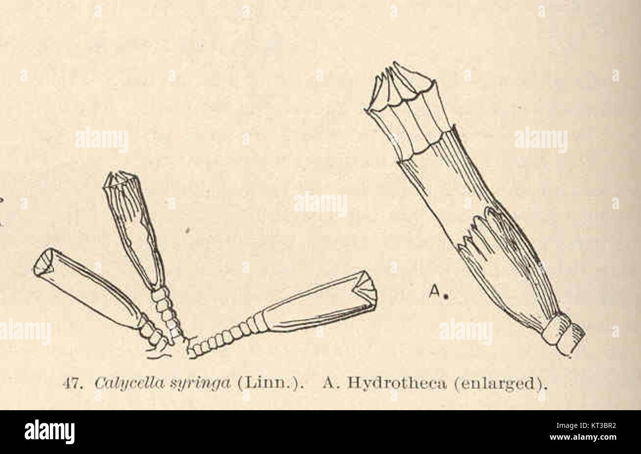 Calycella hi-res stock photography and images - Alamy