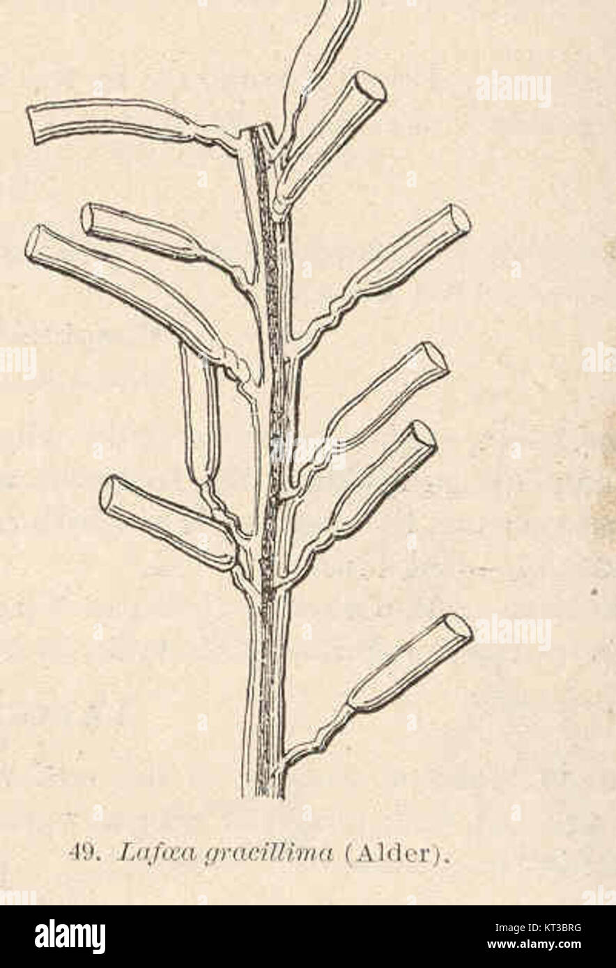 Lafoea gracillima is a species of parasitic plant found in tropical ...