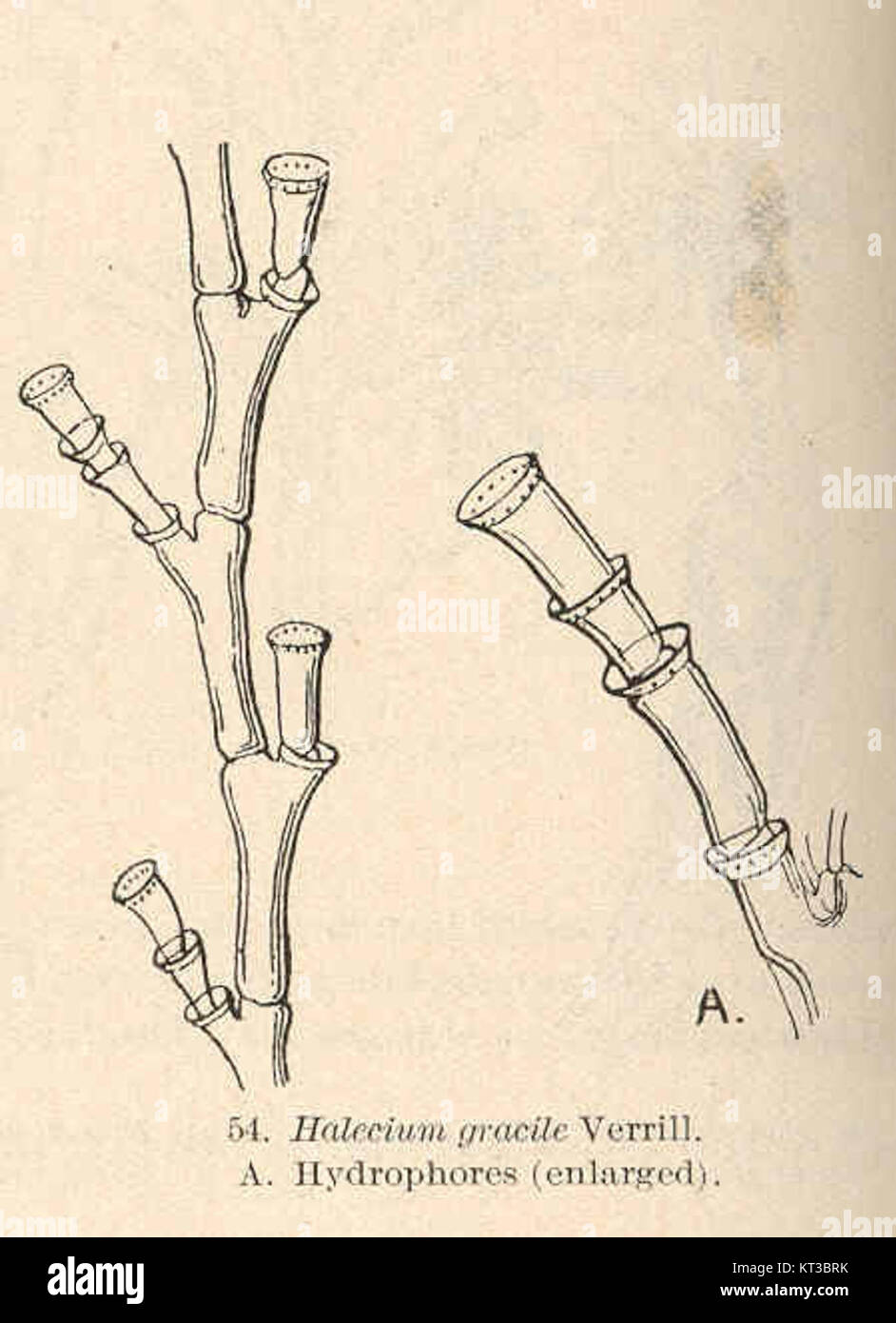 Halecium gracile, a species of hydrozoan, is known for its delicate ...