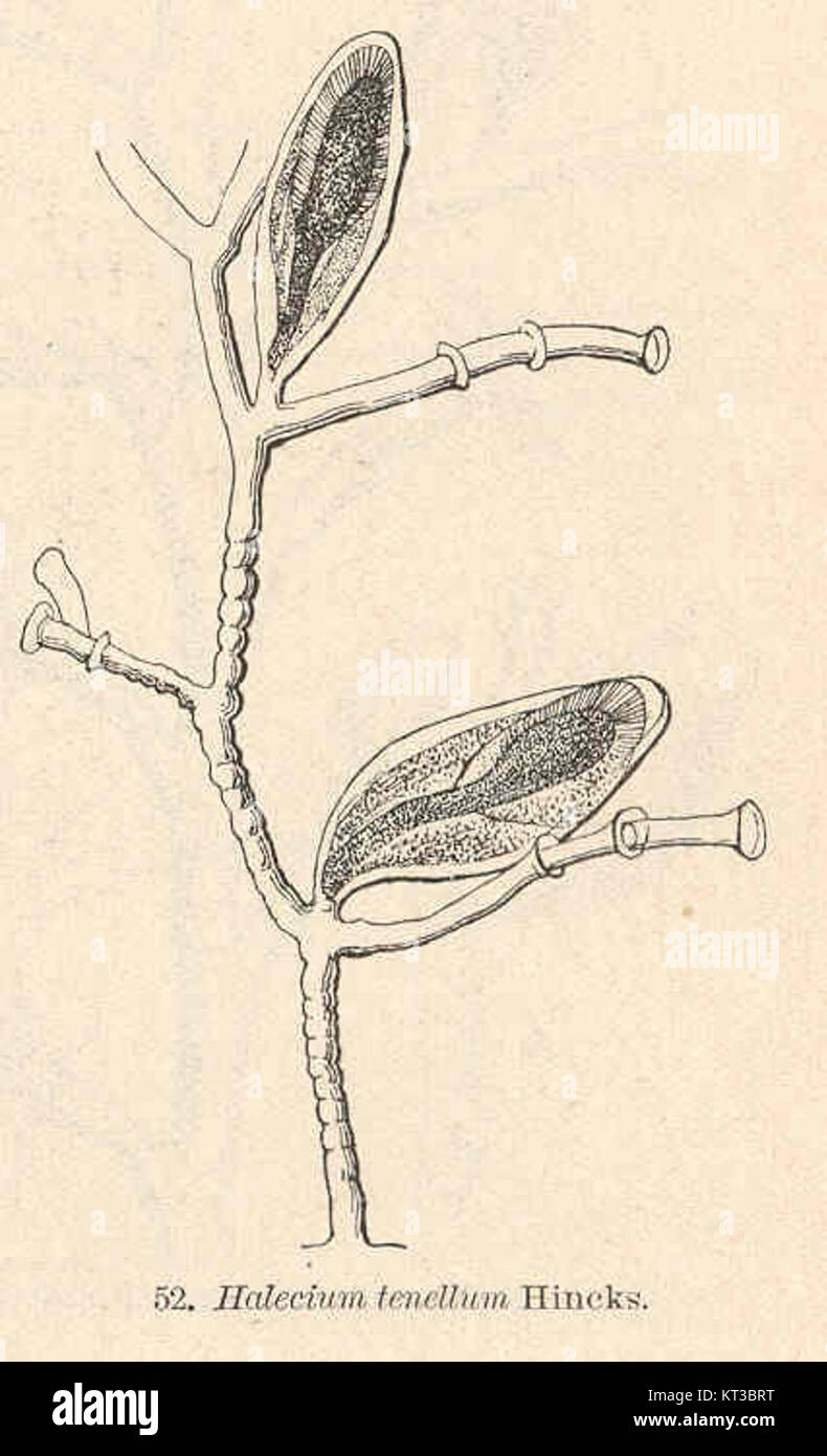 Halecium hi-res stock photography and images - Alamy