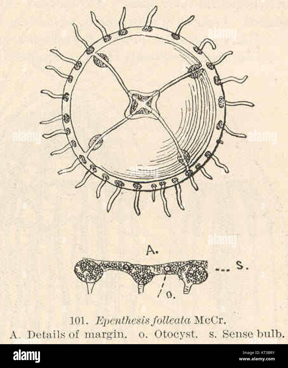 This image shows detailed anatomical features of Epenthesis folleata ...