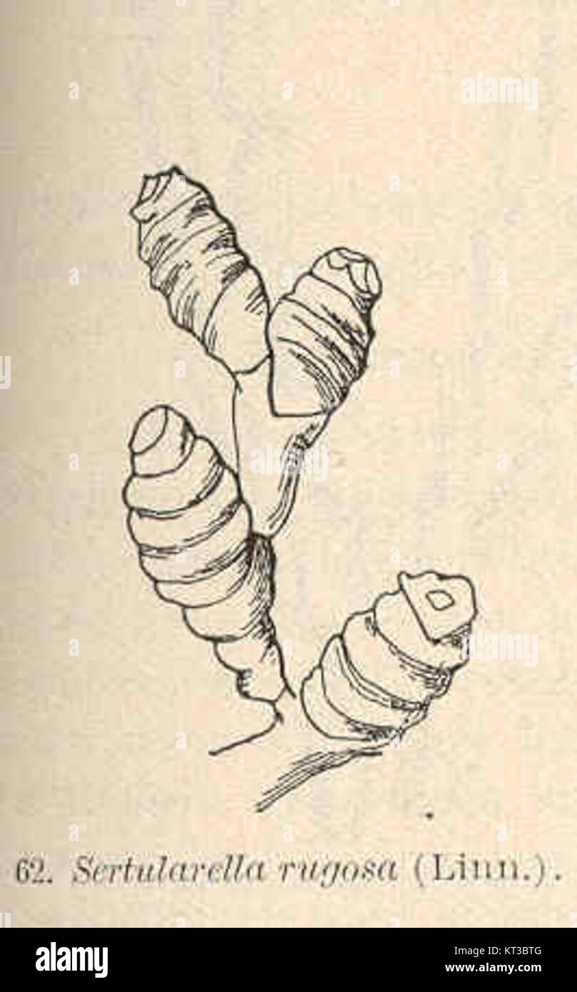 Scientific illustration of Sertularella rugosa, a species of marine ...