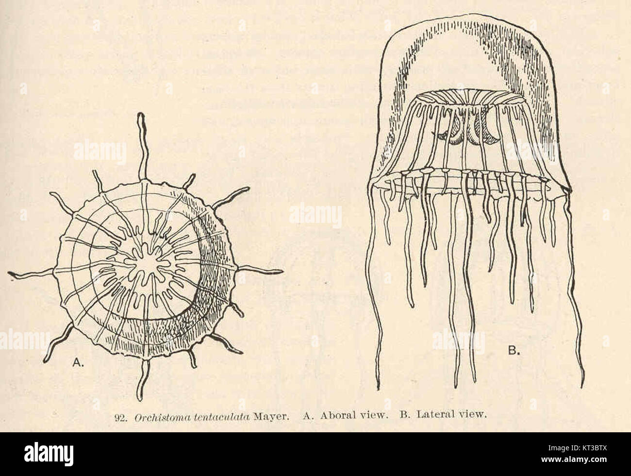 Tentaculata hi-res stock photography and images - Alamy