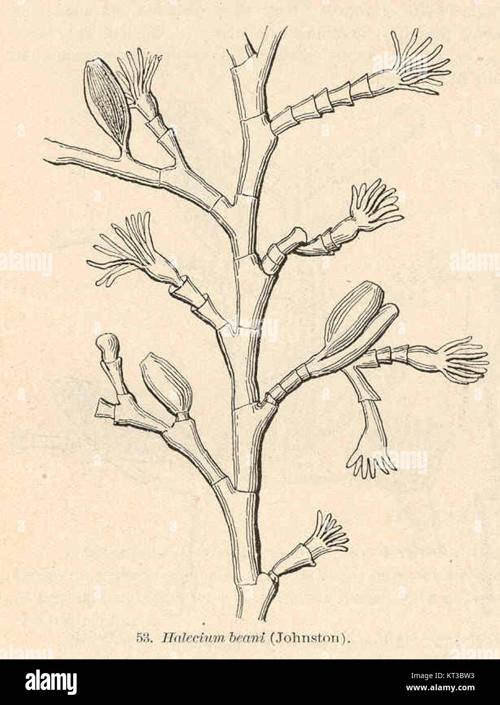 Halecium hi-res stock photography and images - Alamy