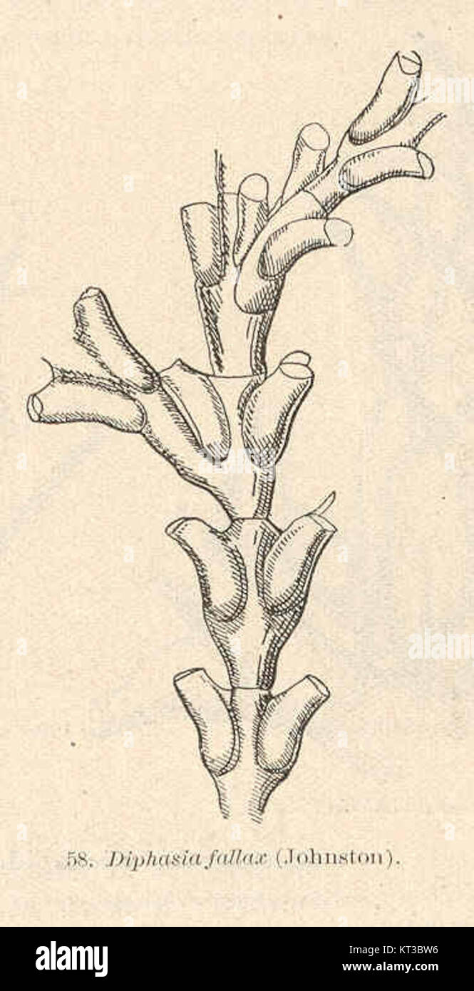 Diplasia fallax, a species of parasitic wasp, identified by Johnston ...