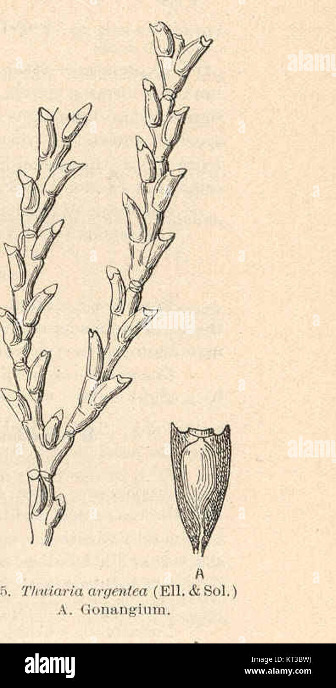 Thuiaria argentea hi-res stock photography and images - Alamy