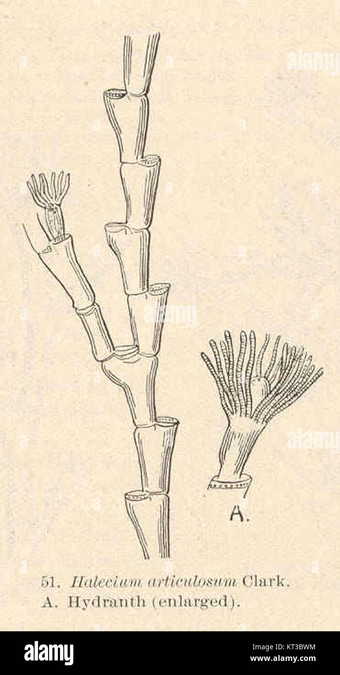 Halecium hi-res stock photography and images - Alamy
