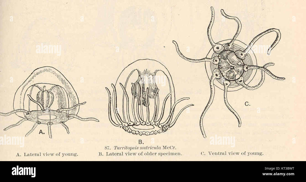 This image shows the Turritopsis nutricula, commonly known as the ...