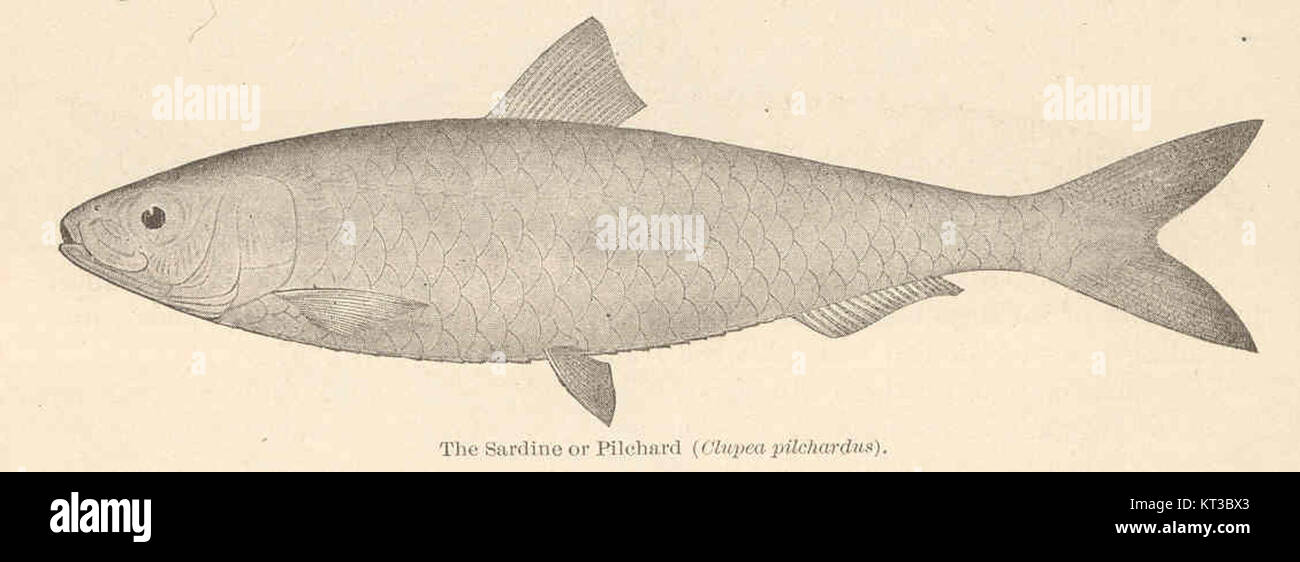 Pilchard sardine seafood fish hi-res stock photography and images - Alamy