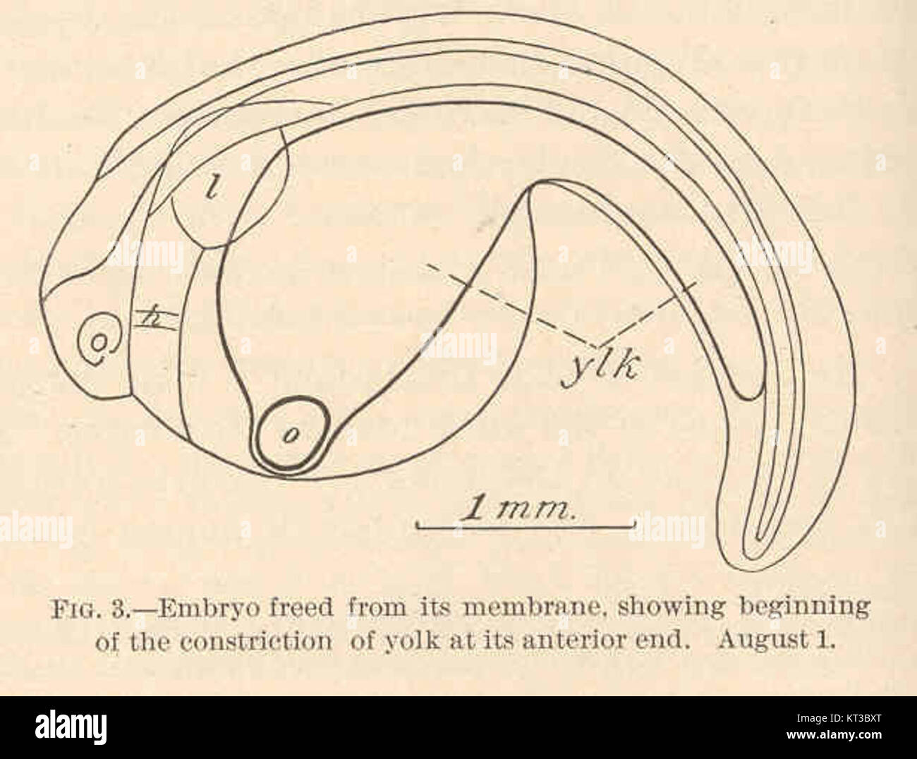 A Conger eel embryo, observed on August 17, showing the early stage of ...