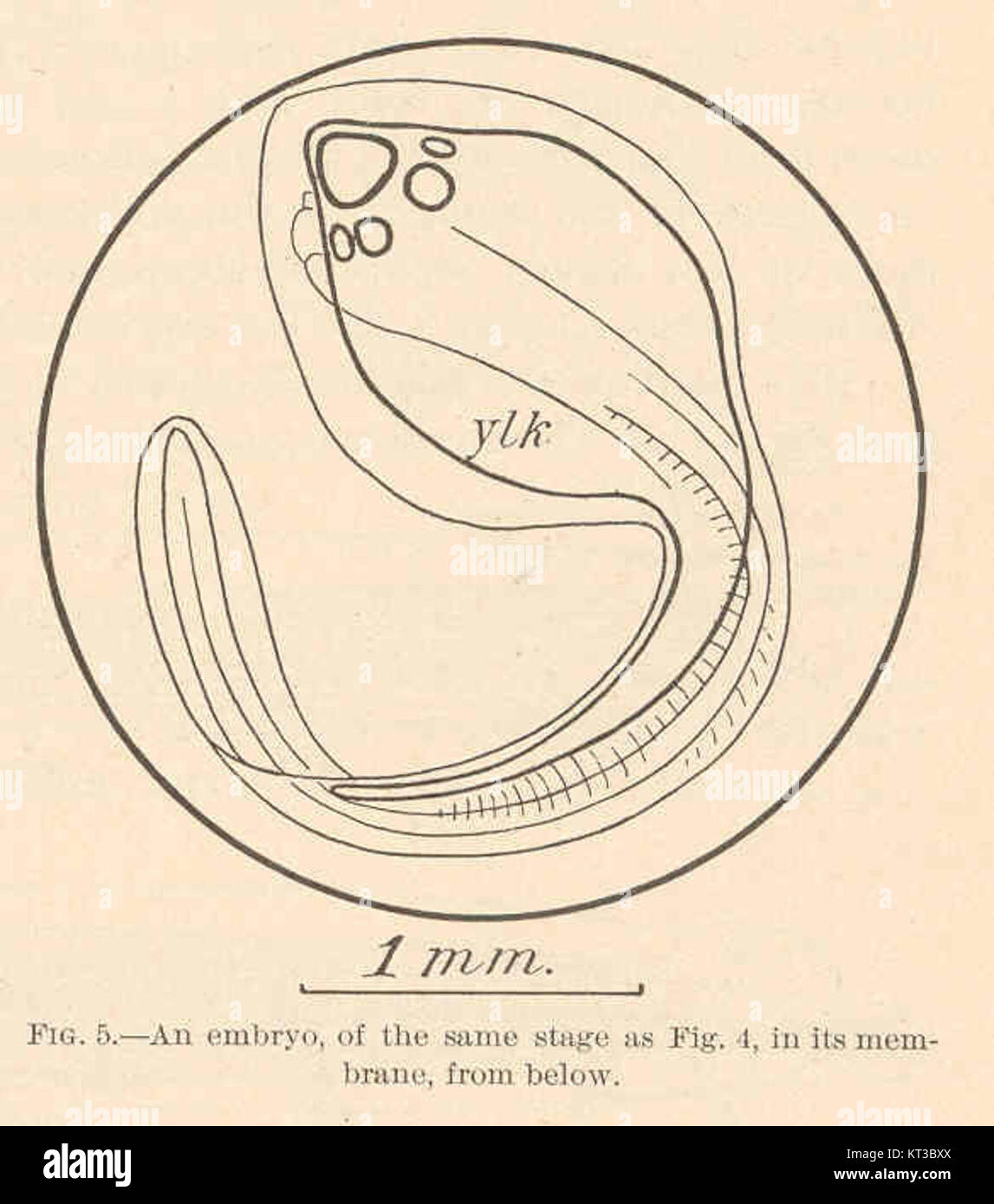 This image depicts a Conger eel embryo encased within its protective ...