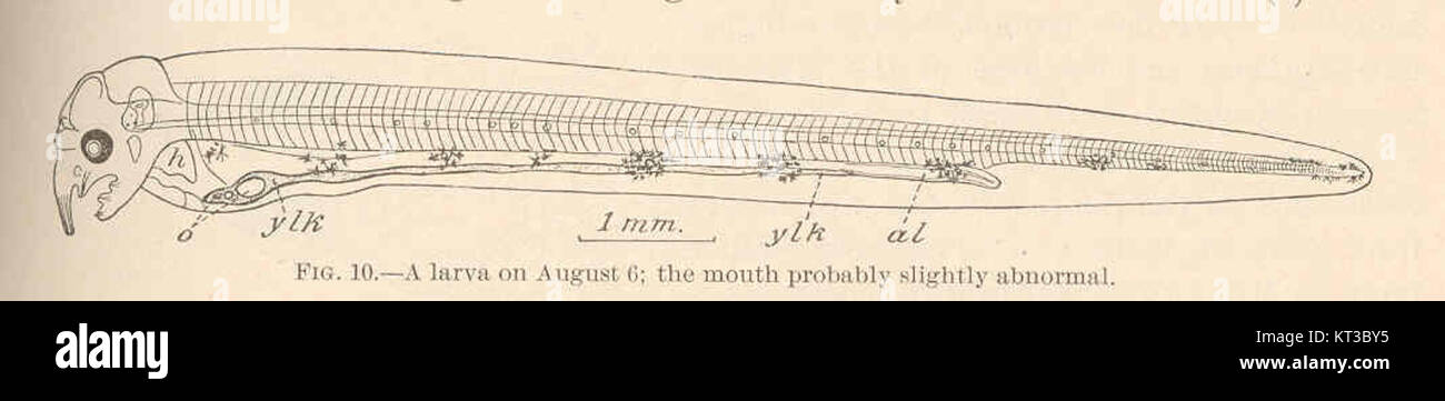 40651 Conger Eel - Larva on August 6; the mouth probably slightly ...