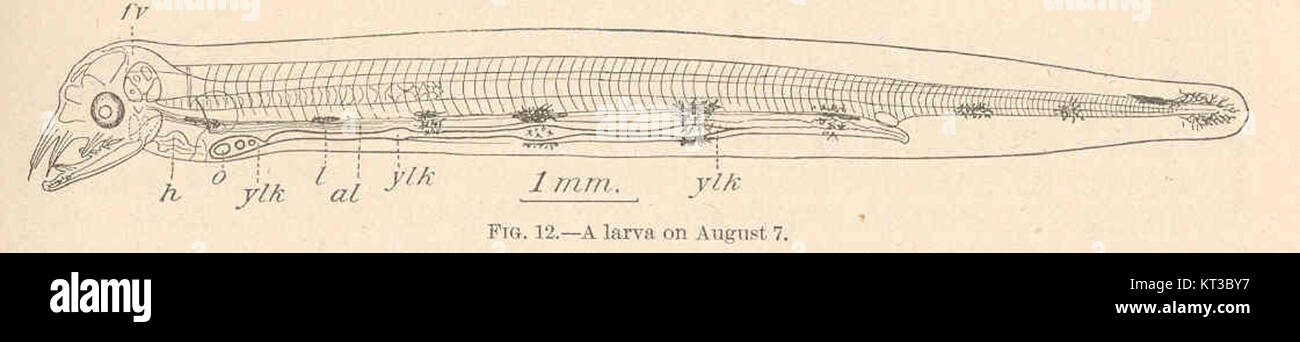 Life stages of eels hi-res stock photography and images - Alamy