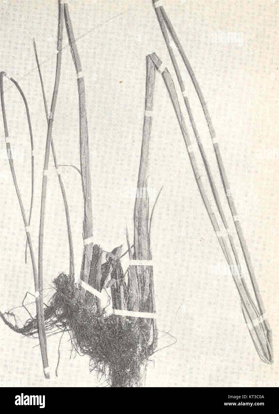 Scirpus lacustris, commonly known as bulrush, is a species of aquatic ...