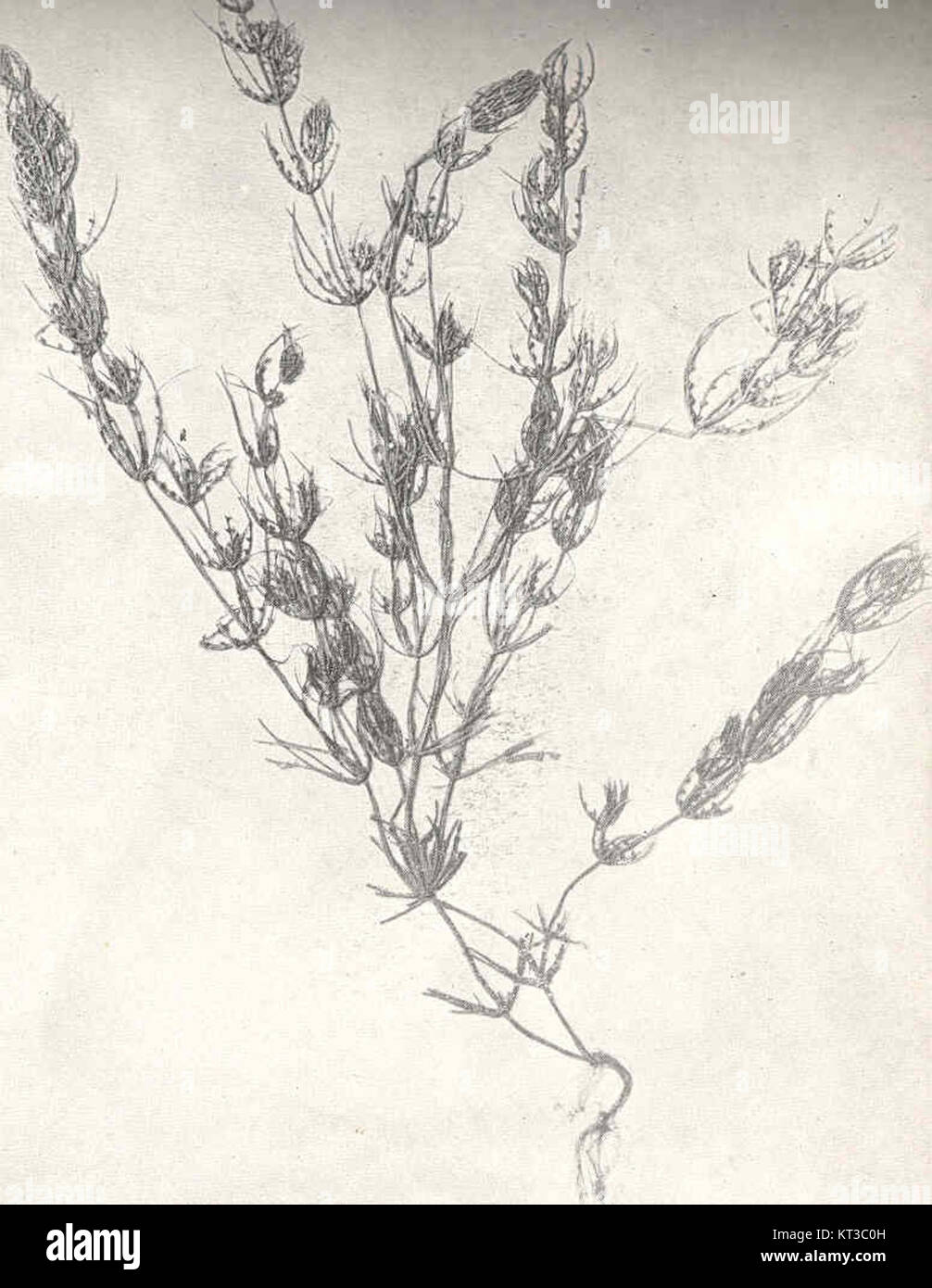 An image of Chara fragilis Forma Brevibracteata, a rare form of ...