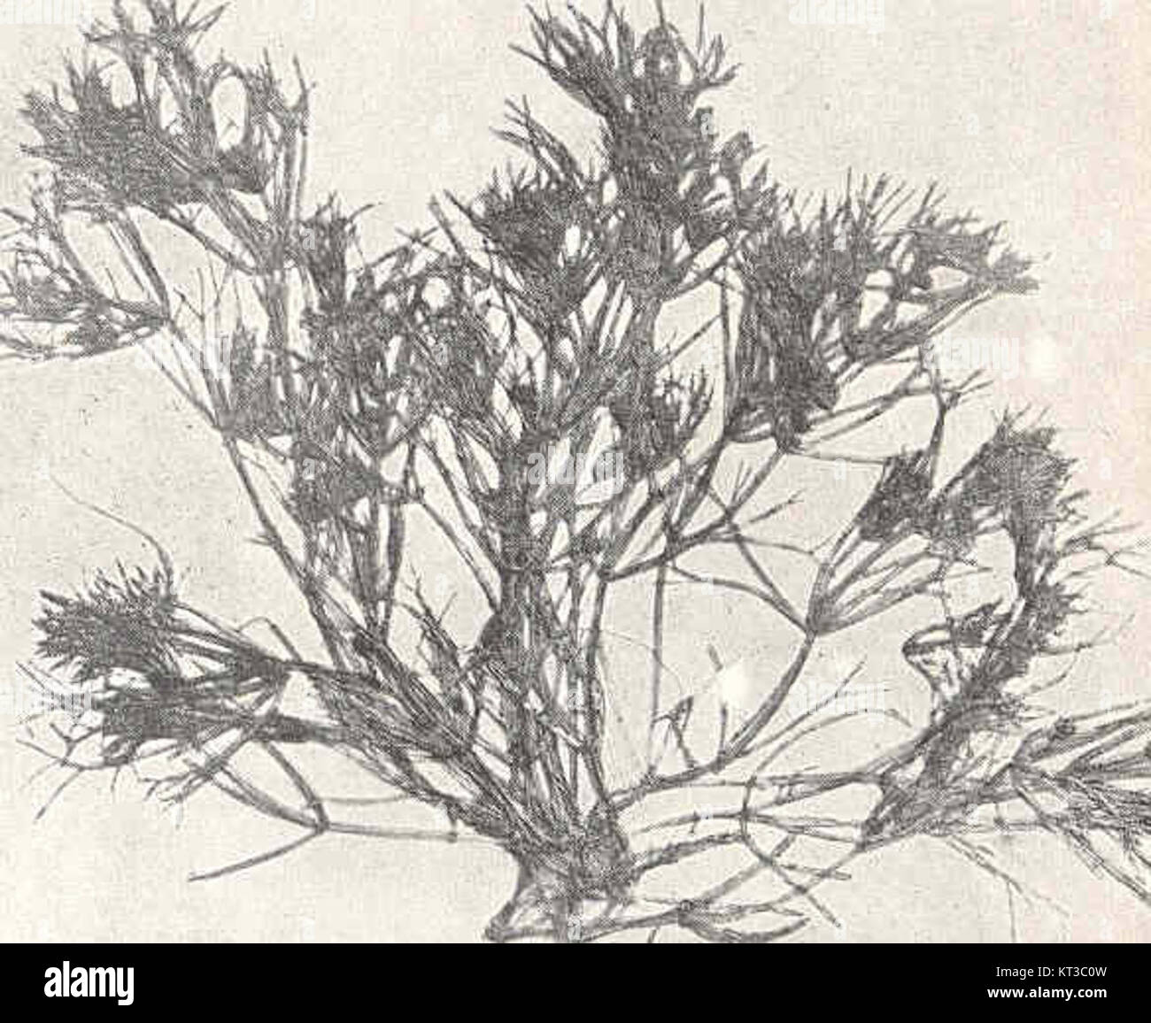 Nitella species hi-res stock photography and images - Alamy