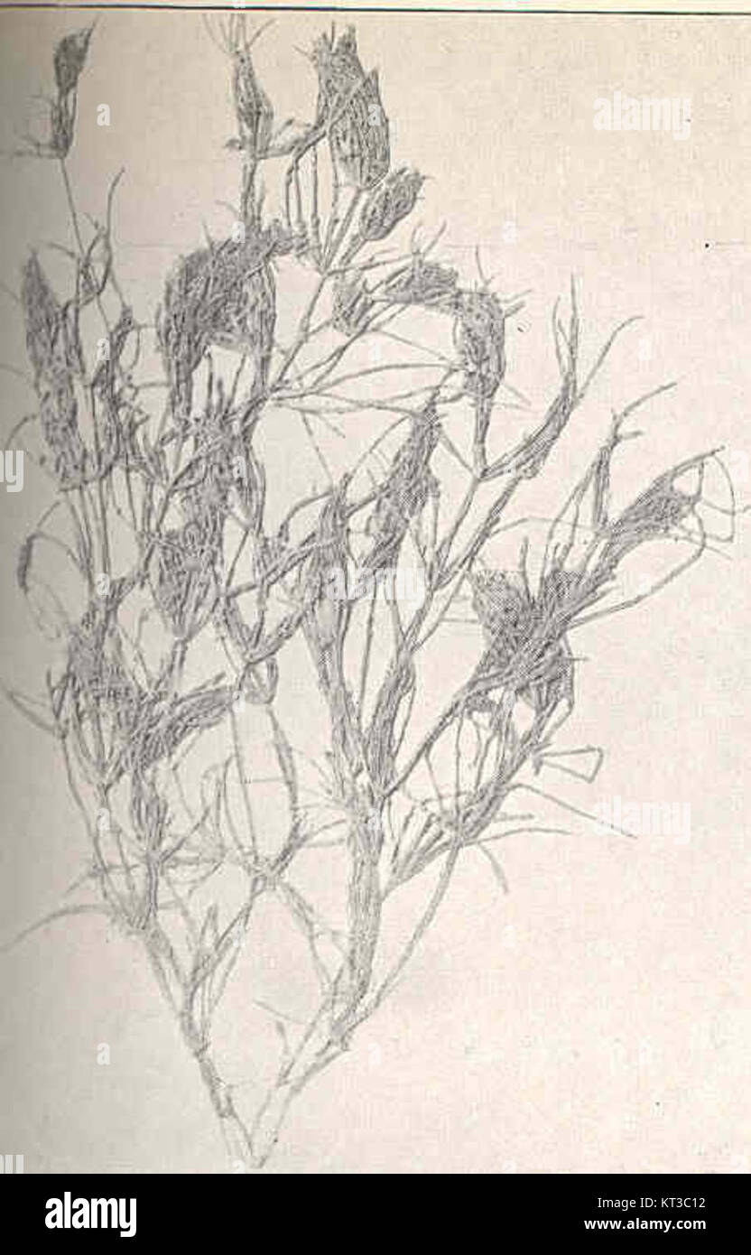 Chara coronata is a species of aquatic plant found in shallow water ...