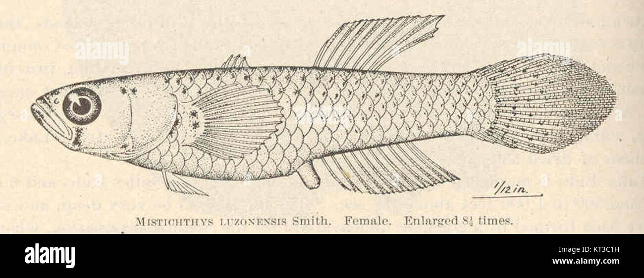 Luzonensis hi-res stock photography and images - Alamy