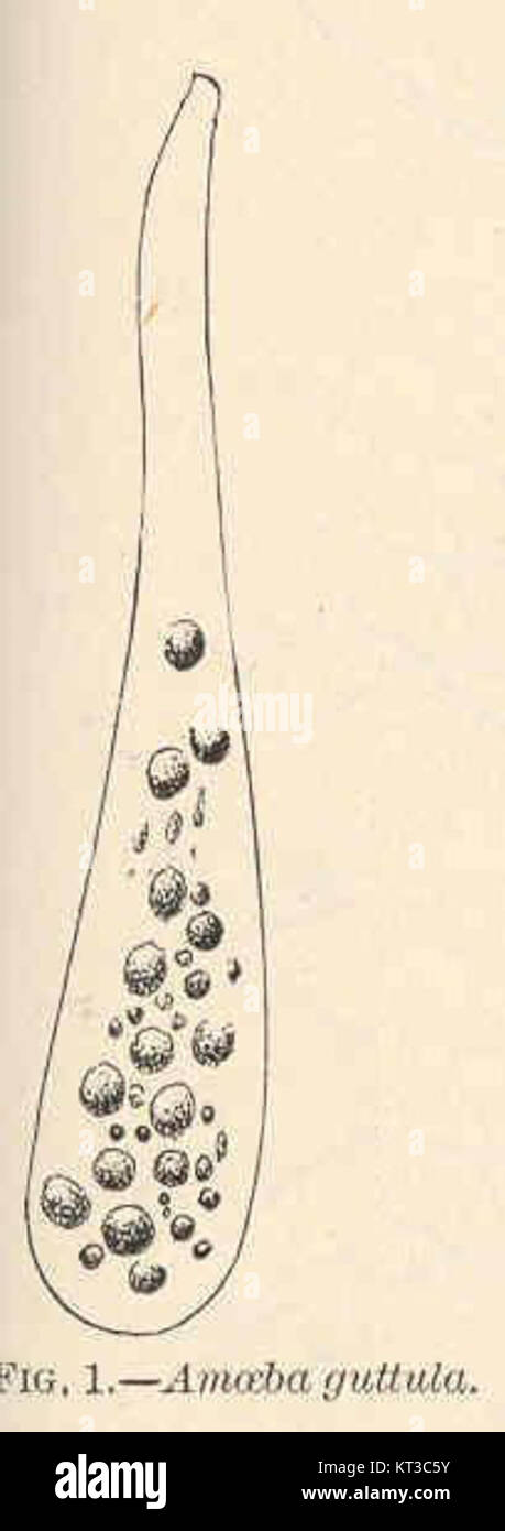 Amoeba guttula is a species of single-celled organism classified under ...