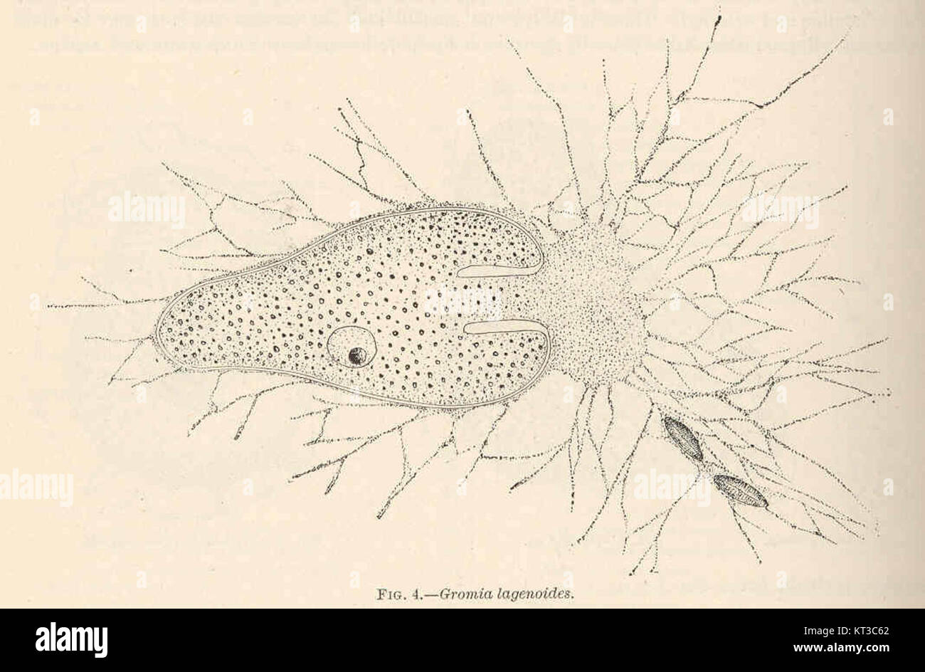 Gromia hi-res stock photography and images - Alamy