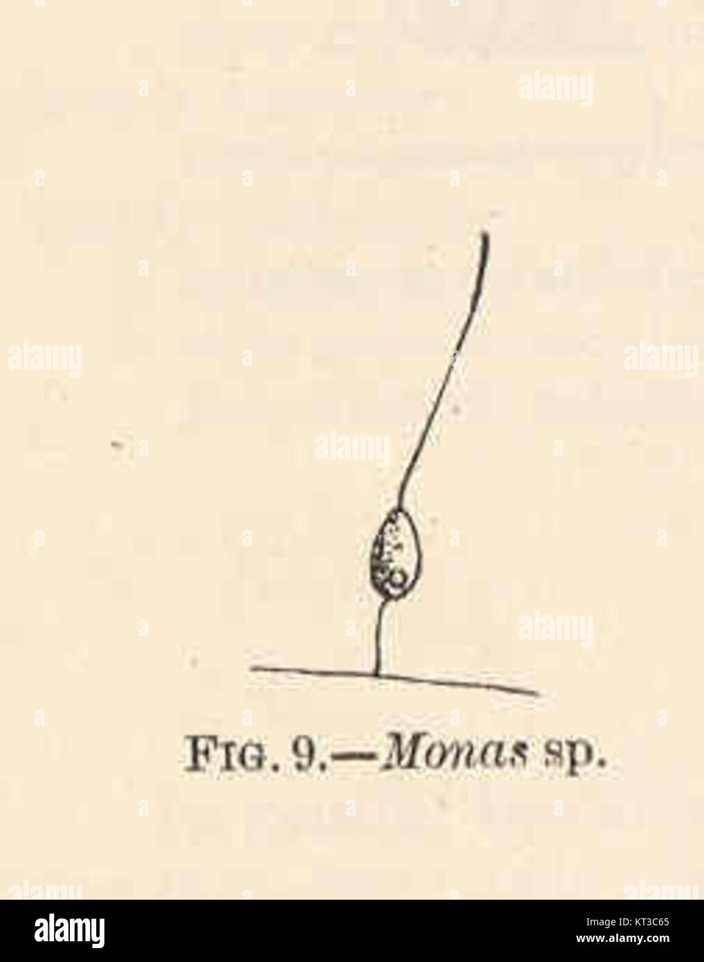 The image '40819 Monas sp' represents an unidentified subject, possibly ...