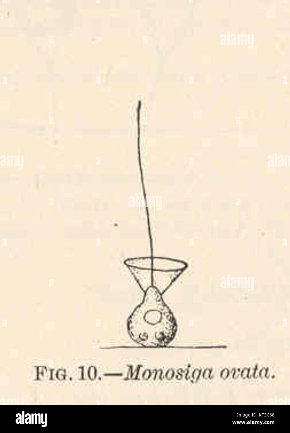 Monosiga ovata is a species of single-celled organism in the phylum ...