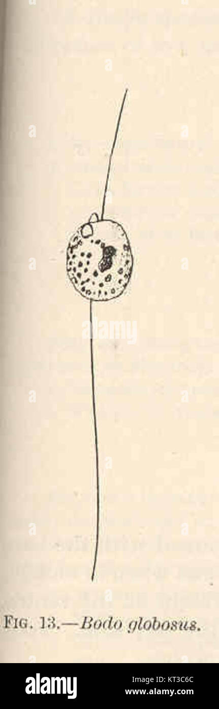 Globosus hi-res stock photography and images - Alamy