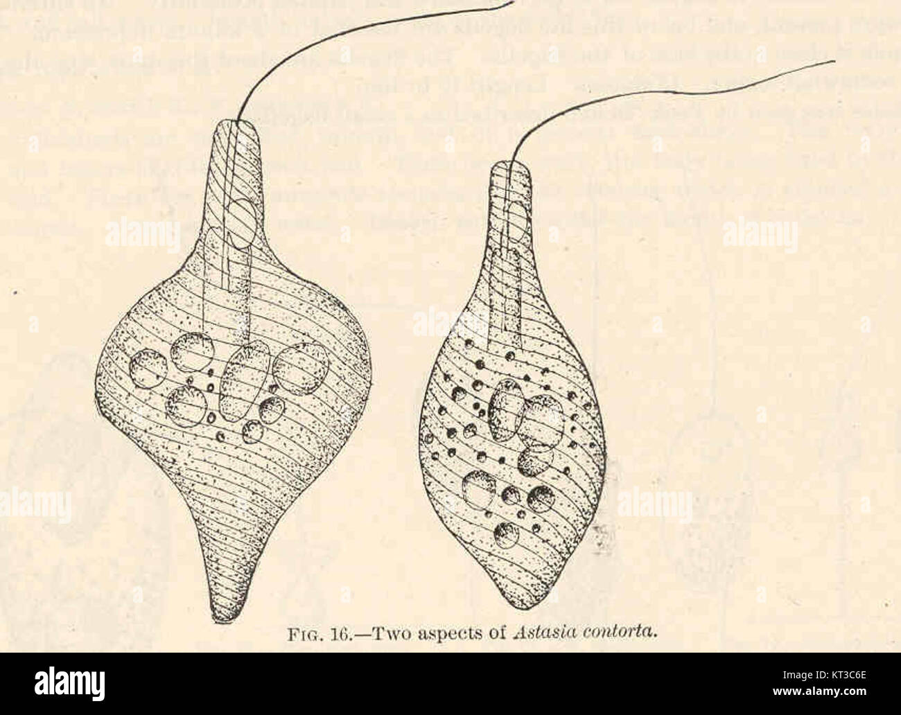 Astasia contorta, a species of fish, is featured here in two distinct ...