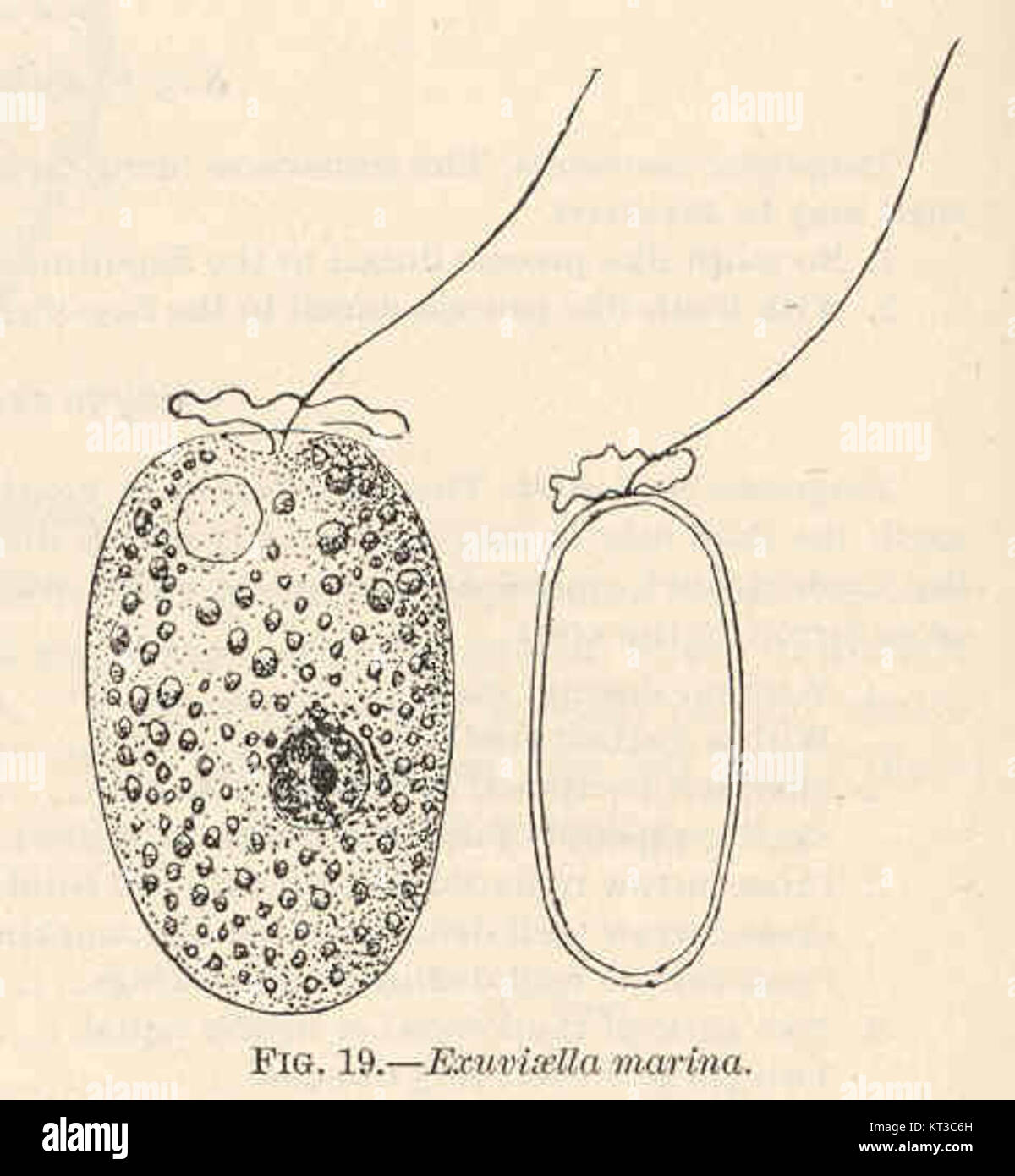 Exoskeletonspecies hi-res stock photography and images - Alamy