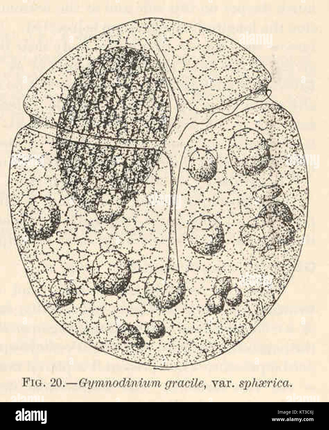 Gymnodinium hi-res stock photography and images - Alamy