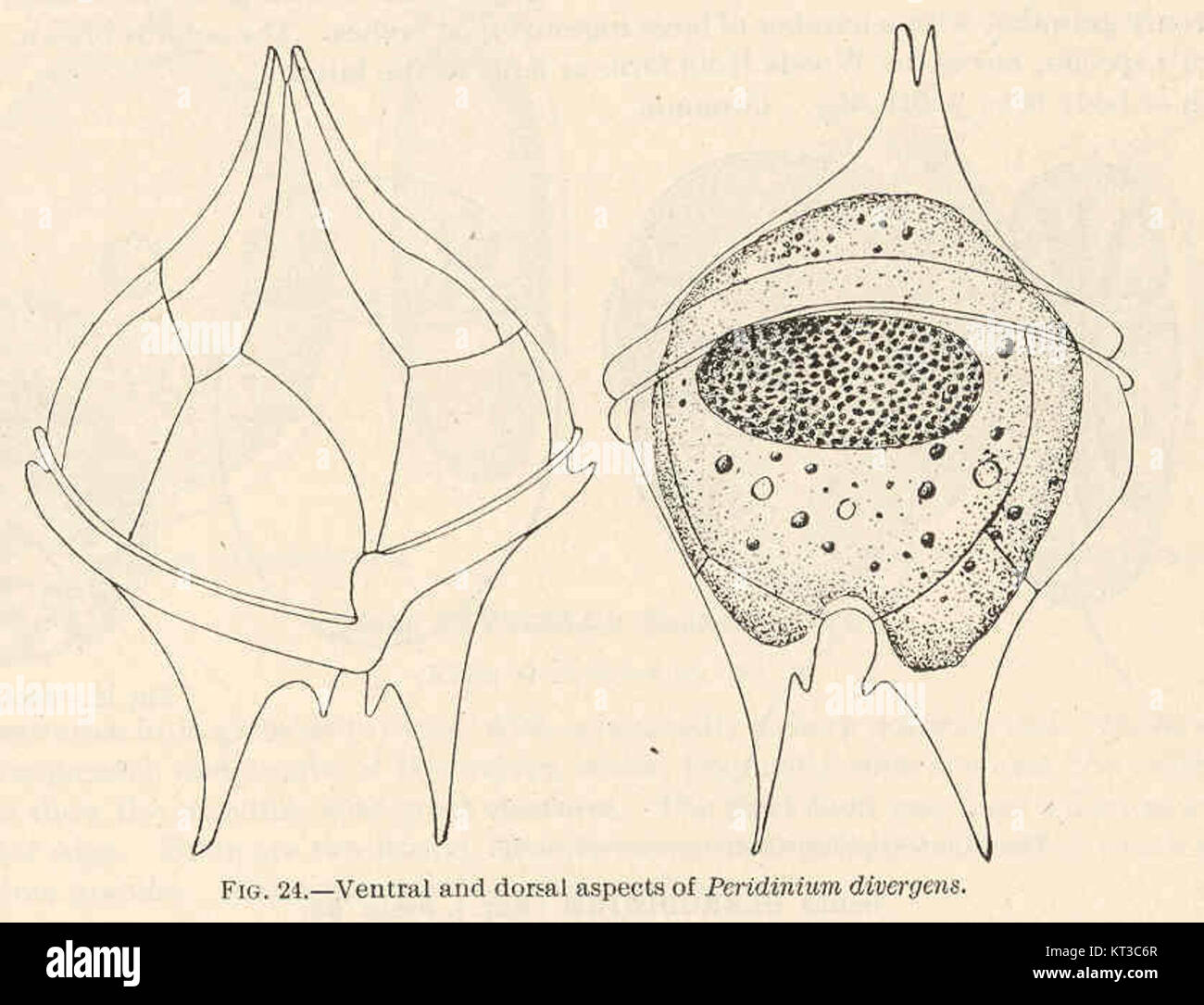 Peridinium Diagram