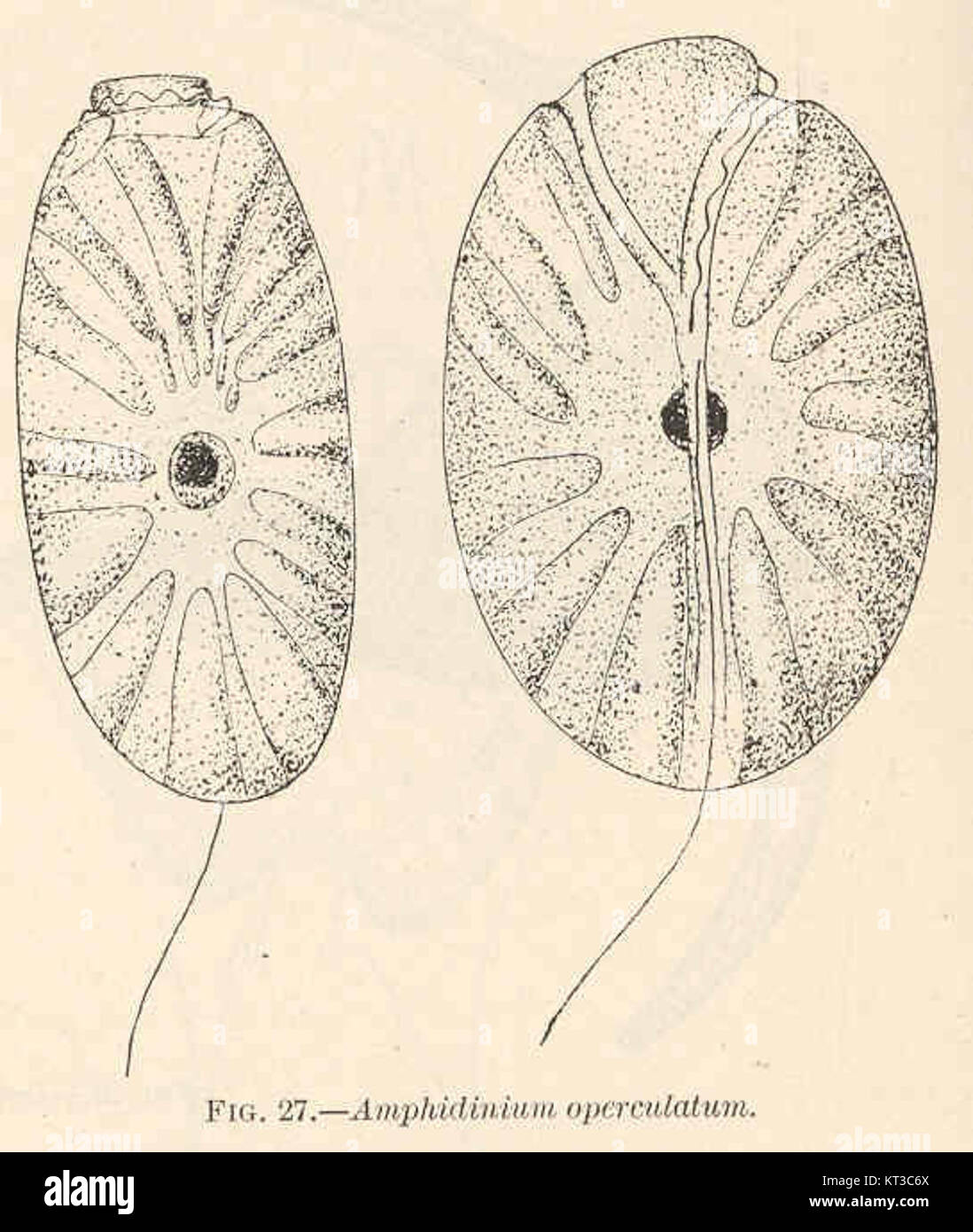 Dinoflagellates illustration hi-res stock photography and images - Alamy
