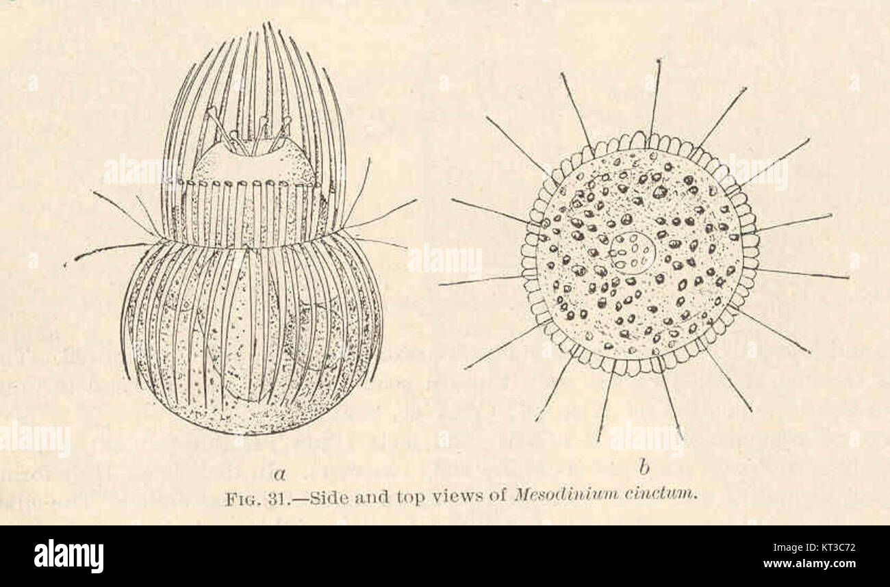 Cinctum hi-res stock photography and images - Alamy
