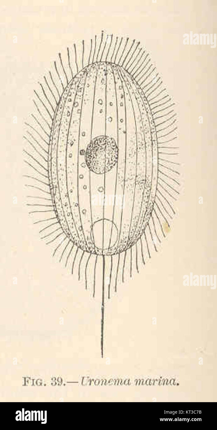 Uronema marina is a marine organism cataloged under number 40849. It is ...