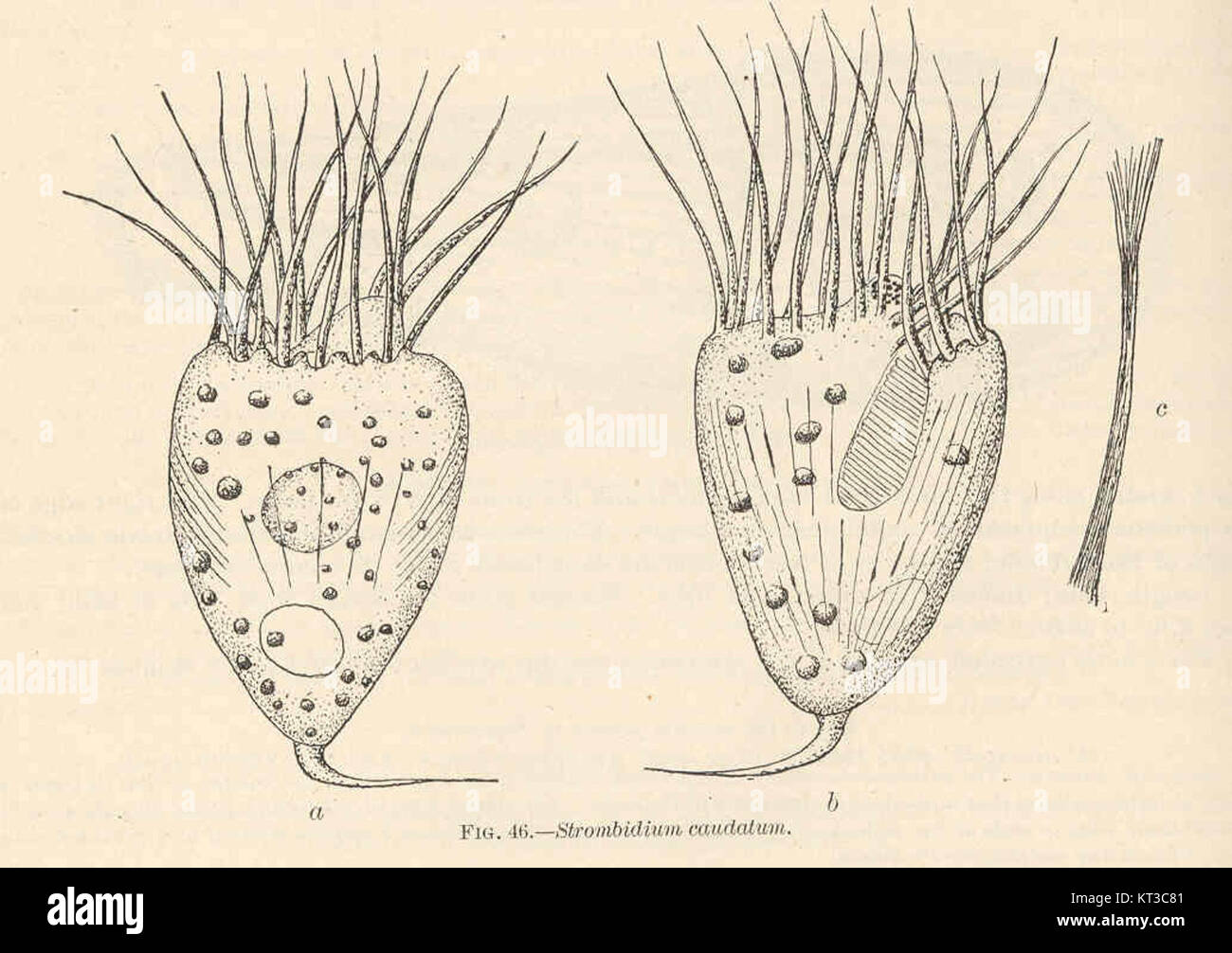 40856 Strombidium caudalum Stock Photo - Alamy