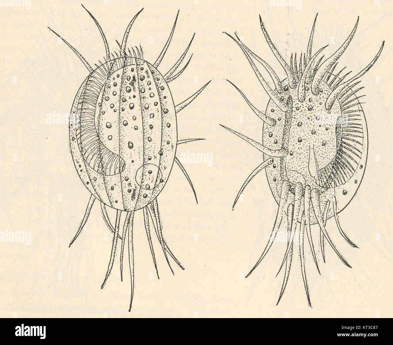 Euplotes Under Microscope
