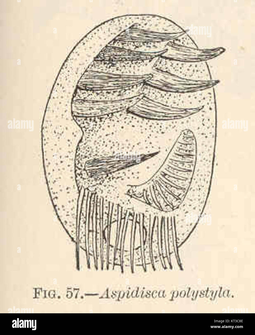 Biology protozoa protozoa ecology hi-res stock photography and images ...