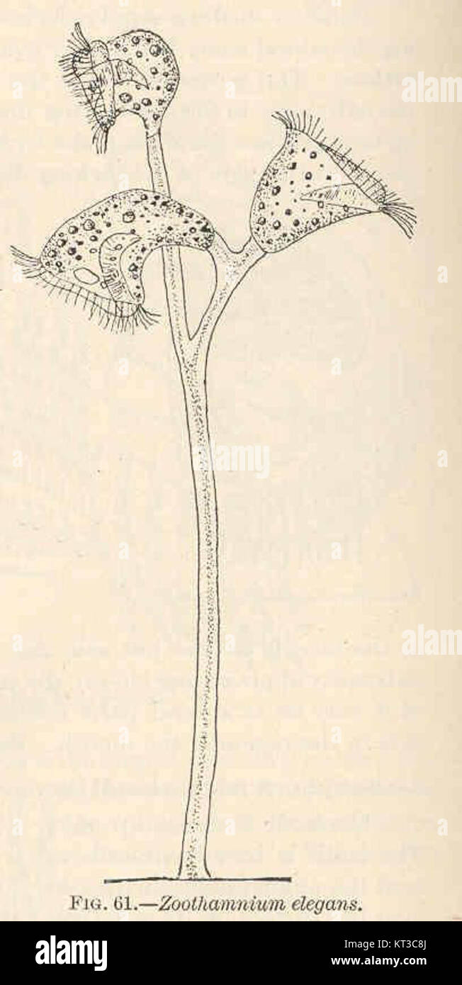 Zoothamnium elegans is a species of colonial ciliate protozoan. This ...