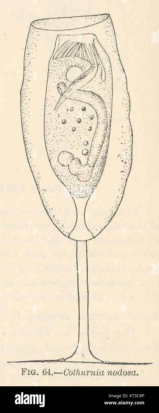Cothurnia nodosa is a species of marine organism, identified by its ...