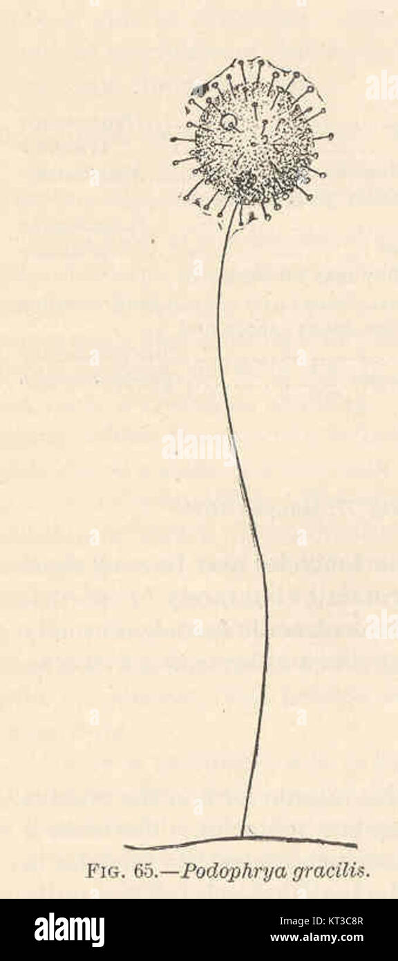 40875 Podophyra gracilis Stock Photo - Alamy