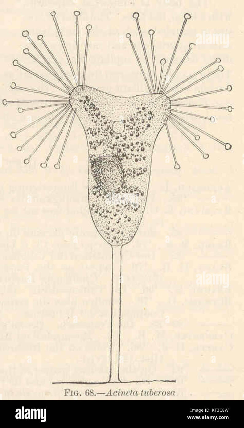 Acineta tuberosa is a species of orchid known for its distinctive ...