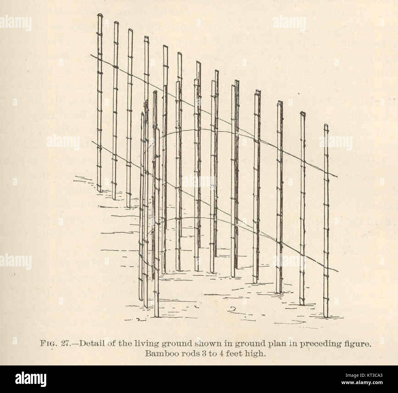 This detailed view shows the layout of oyster parks, with bamboo rods ...