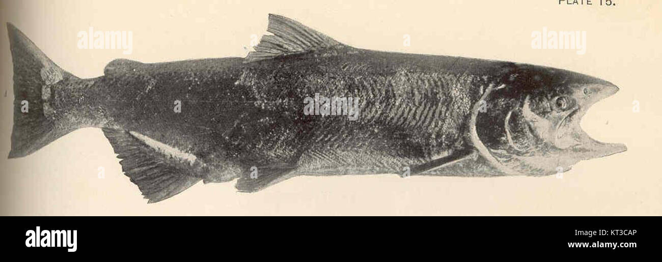 40927 Spent and Diseased Salmon Female that had spawned all but about ...