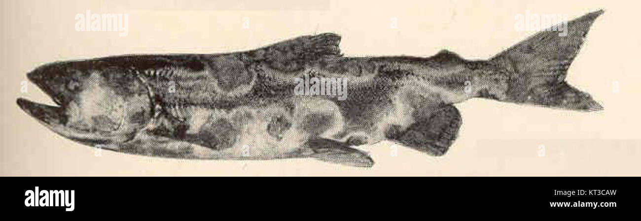 40930 Spent and Diseased Salmon Male grisle showing extreme case of ...