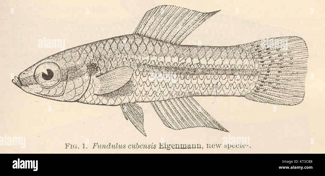 Fundulus cubensis, described by Eigenmann, is a new species of fish ...