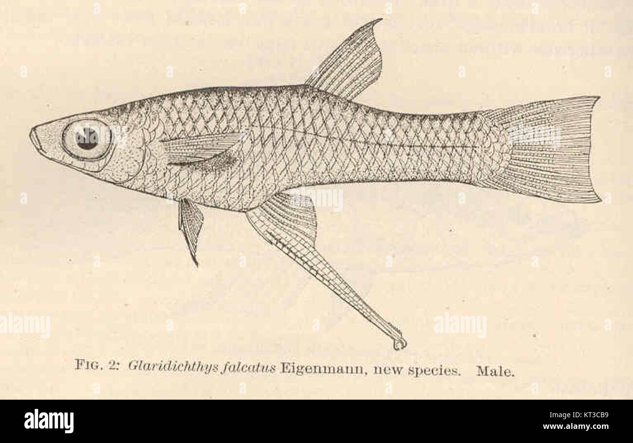 Glaridichthys falcatus, a newly identified species of fish described by ...