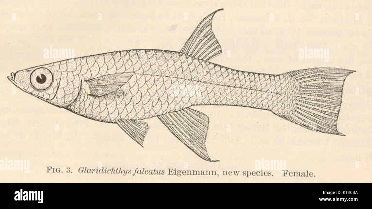 Glaridichthys hi-res stock photography and images - Alamy