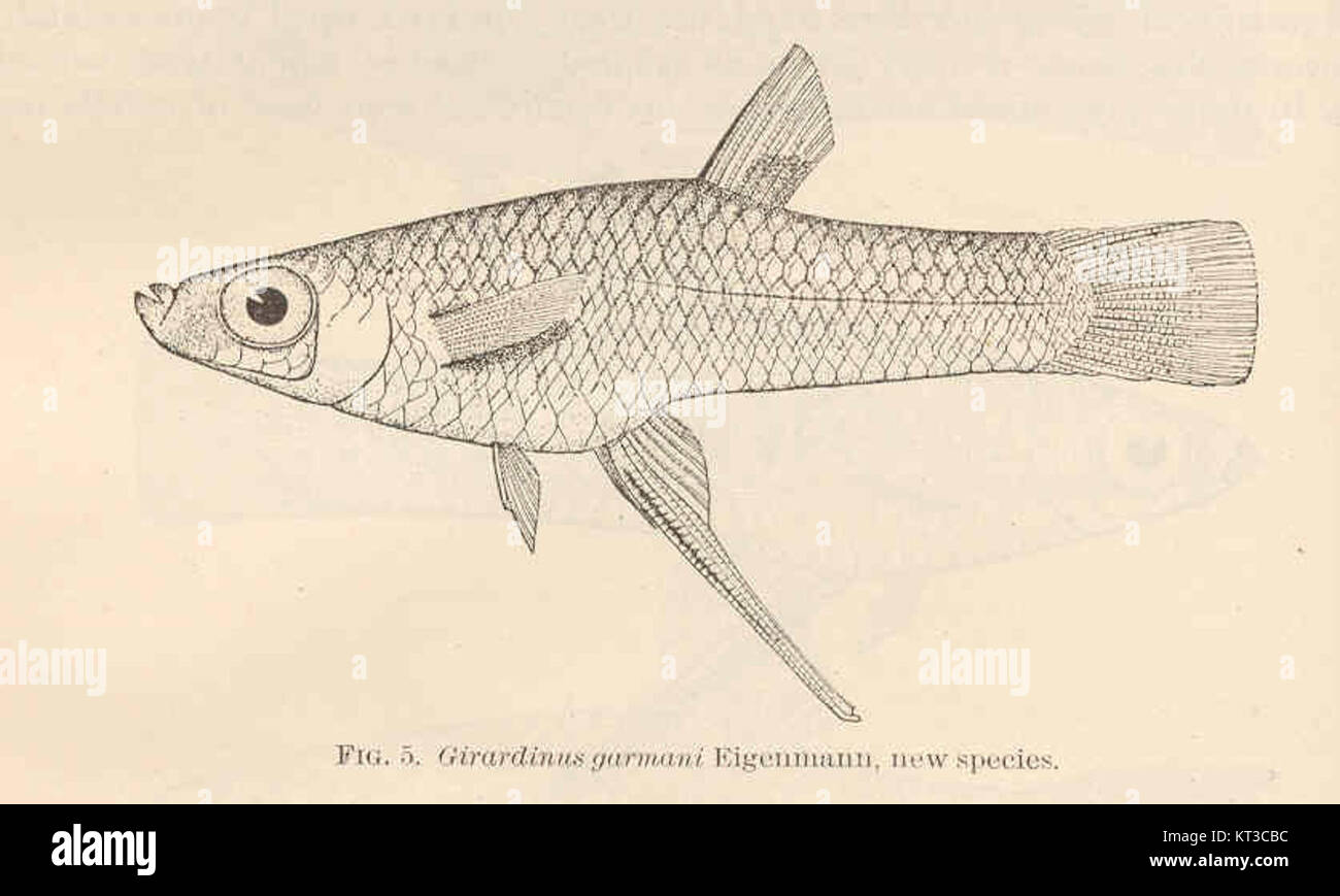 Girardinus garmani is a newly identified species of freshwater fish ...