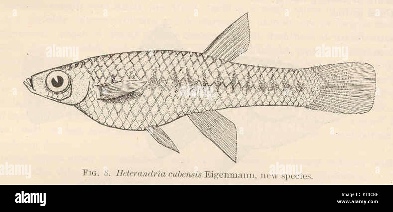 Heterandria cubensis is a newly discovered species of freshwater fish ...