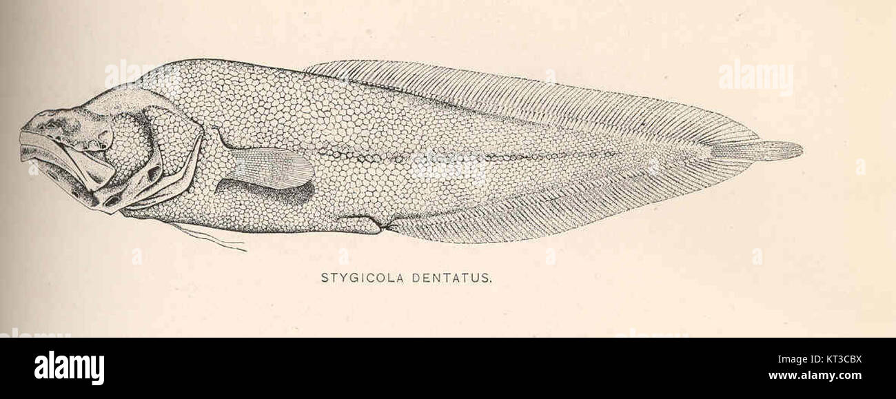 40956 Stygicola dentatus Stock Photo - Alamy